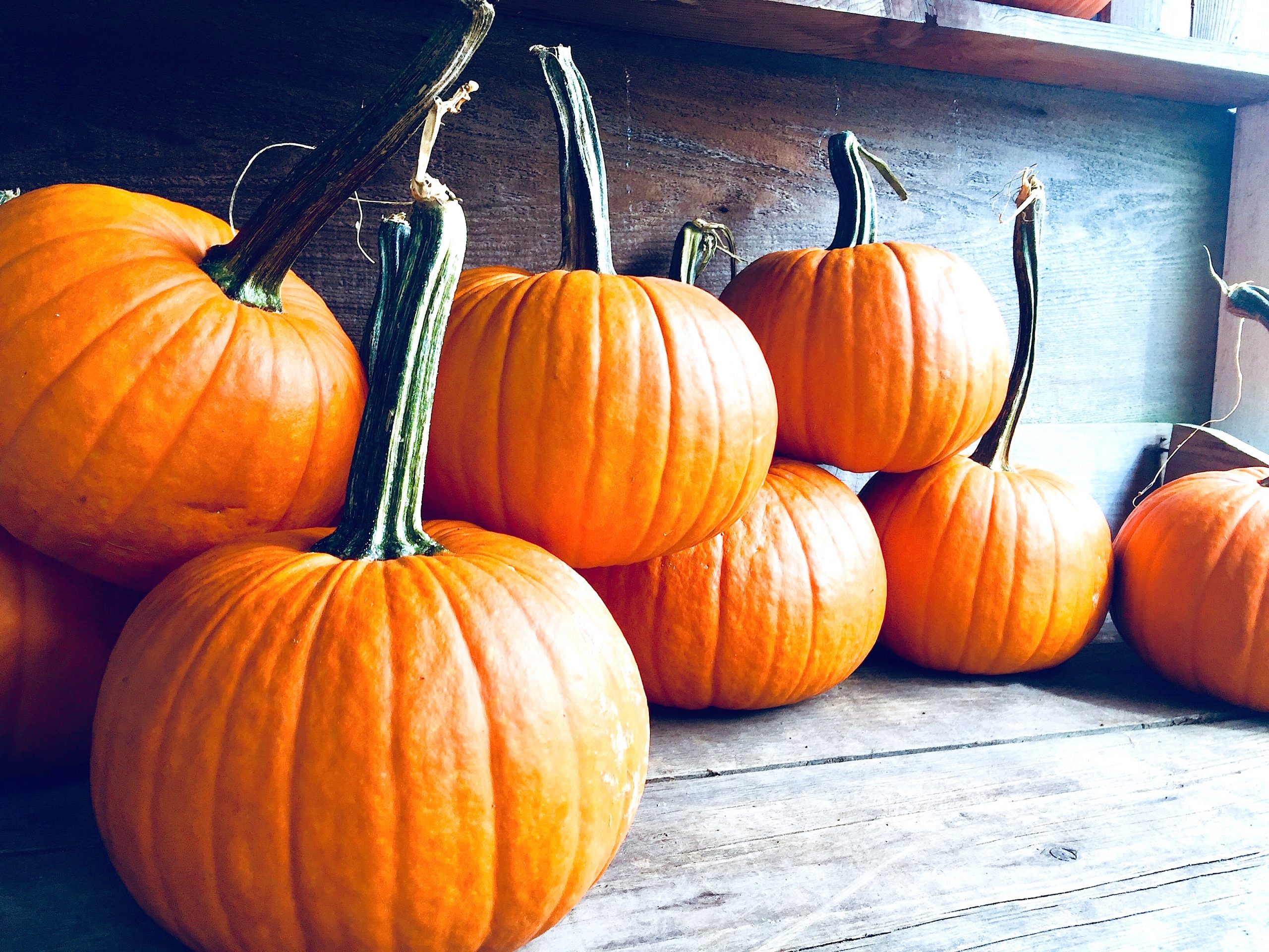 Fall into Winter Activities on Cape Cod - Cape Cod Vacation Rentals Blog